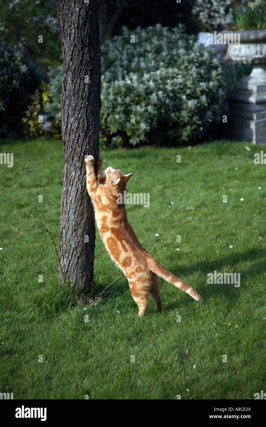 Kratzen am baum -Fotos und -Bildmaterial in hoher Auflösung – Alamy