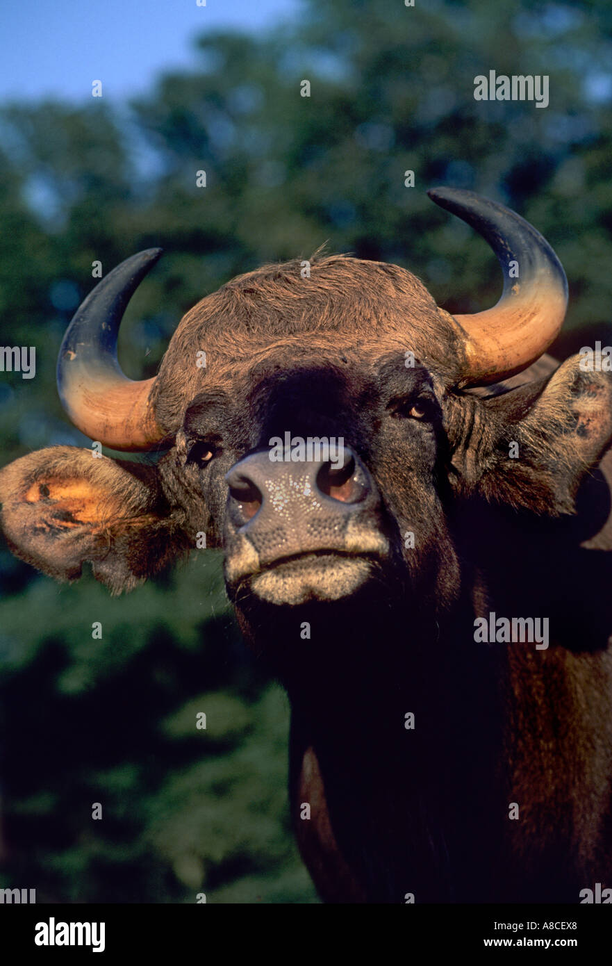 Bull Gaur Bos Gaurus Indien Nepal Thailand Indochina gefangen Säugetier ...