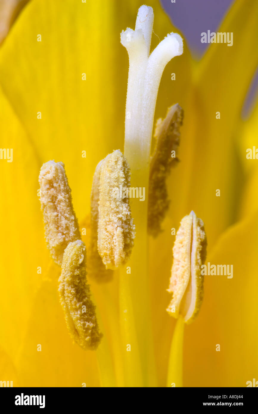 Die anthere -Fotos und -Bildmaterial in hoher Auflösung – Alamy