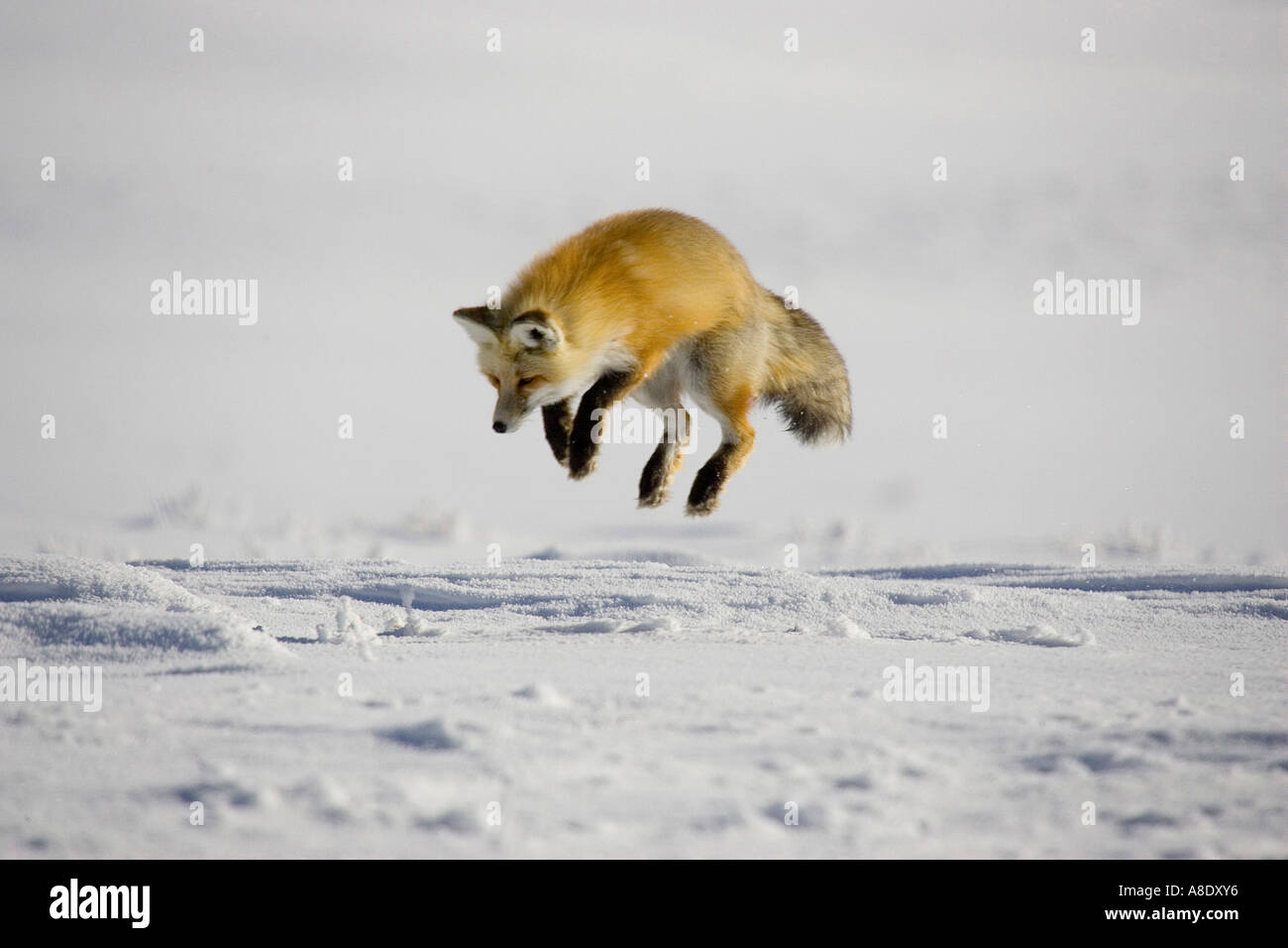 Roter fuchs springen -Fotos und -Bildmaterial in hoher Auflösung – Alamy