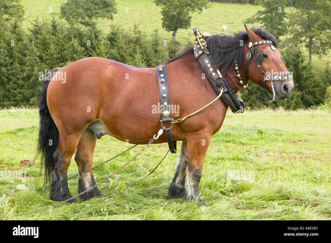 Schweres pferdegeschirr -Fotos und -Bildmaterial in hoher Auflösung – Alamy