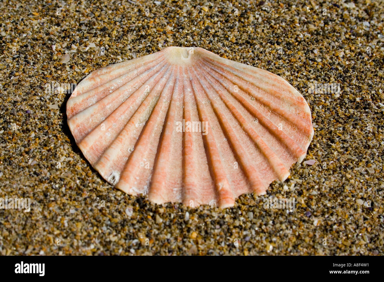 Cap agde beach languedoc roussillon -Fotos und -Bildmaterial in hoher ...