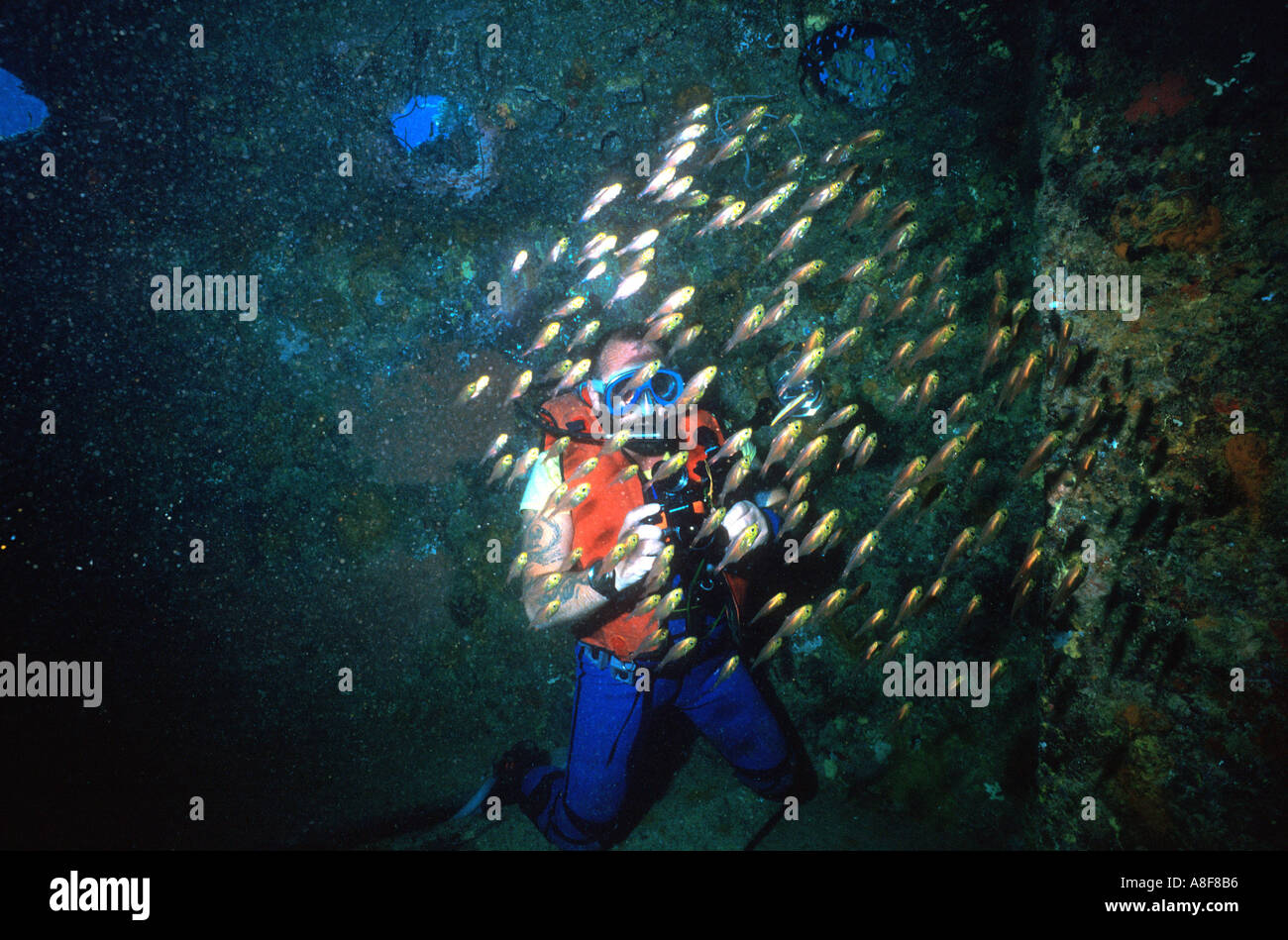 Jacques cousteau conshelf -Fotos und -Bildmaterial in hoher Auflösung ...