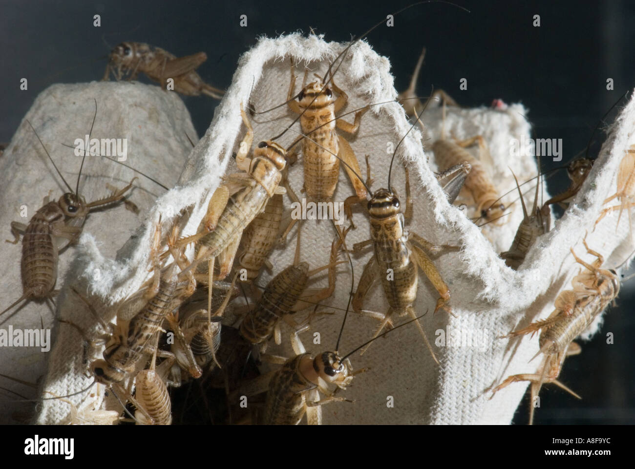 Haus Cricket Grillen Gryllidae Gryllinae Gryllus Heimchen Acheta ...