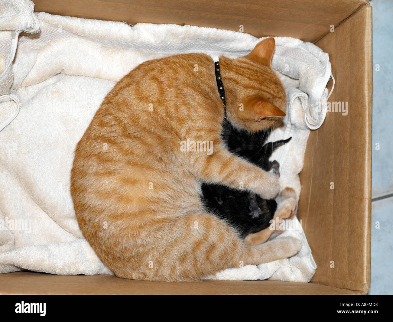 Katze feline -Fotos und -Bildmaterial in hoher Auflösung – Alamy