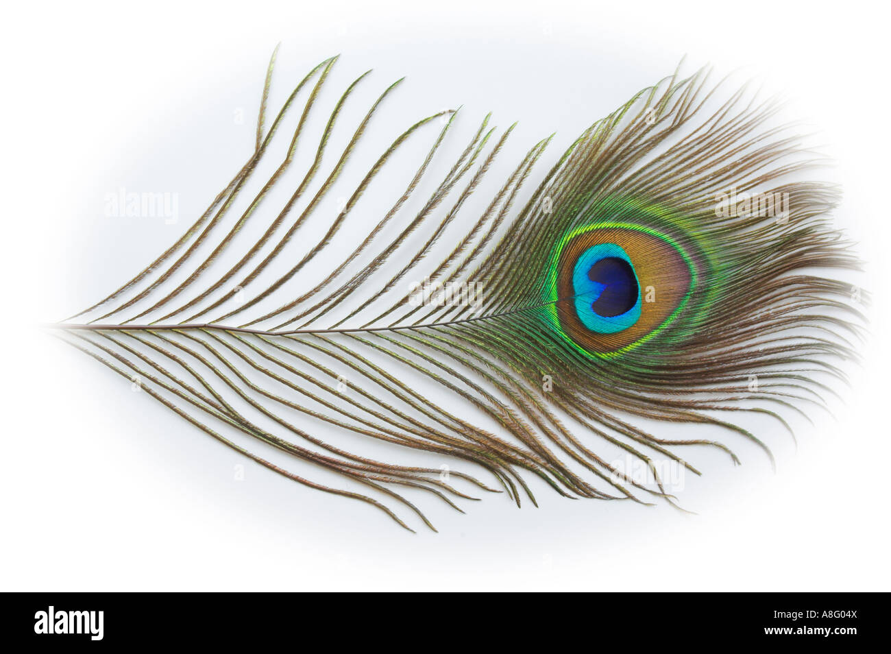 Die pfauenfeder -Fotos und -Bildmaterial in hoher Auflösung – Alamy