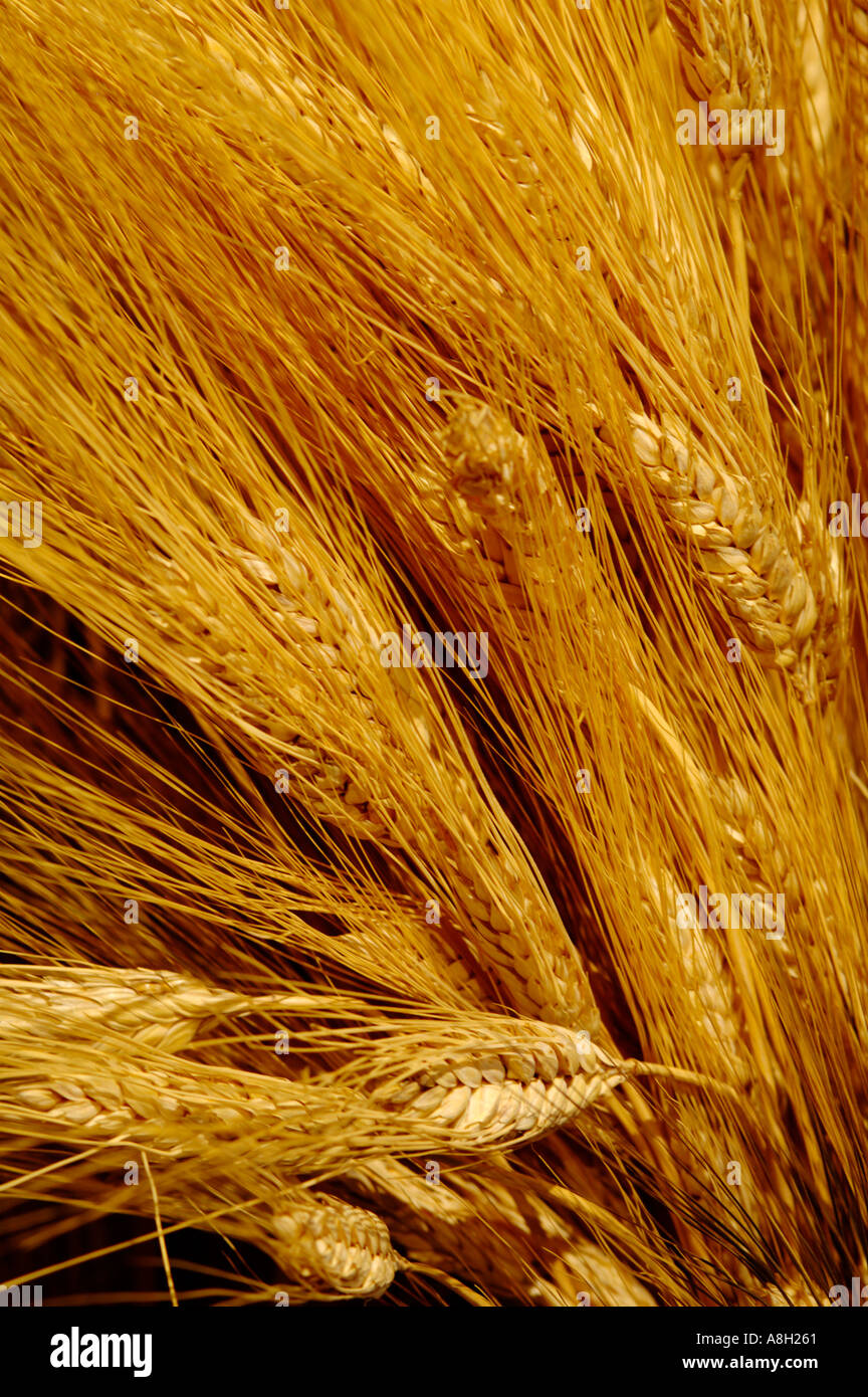 Getreide garbe -Fotos und -Bildmaterial in hoher Auflösung - Seite 2 ...