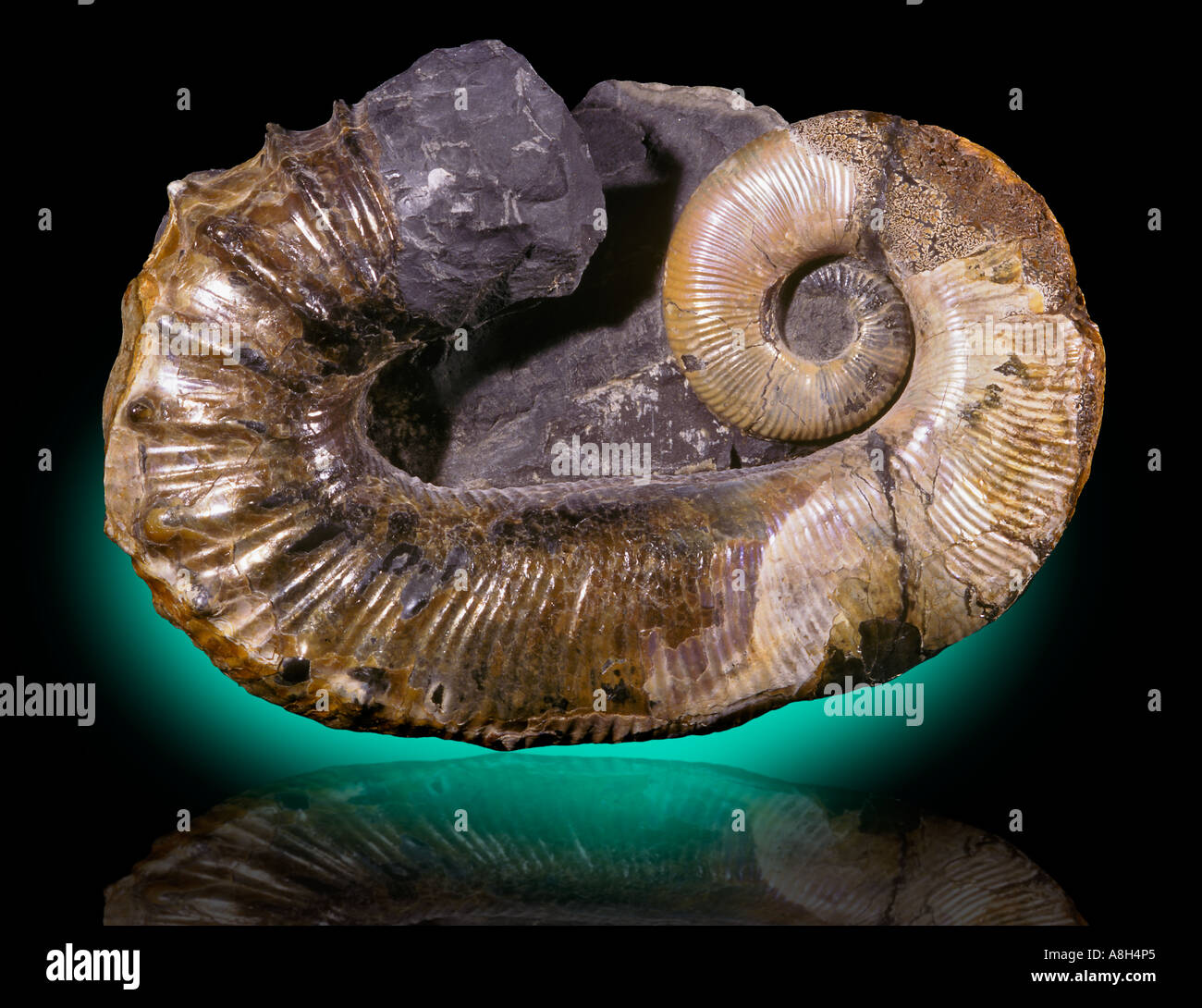 Aberranter ammonit -Fotos und -Bildmaterial in hoher Auflösung – Alamy