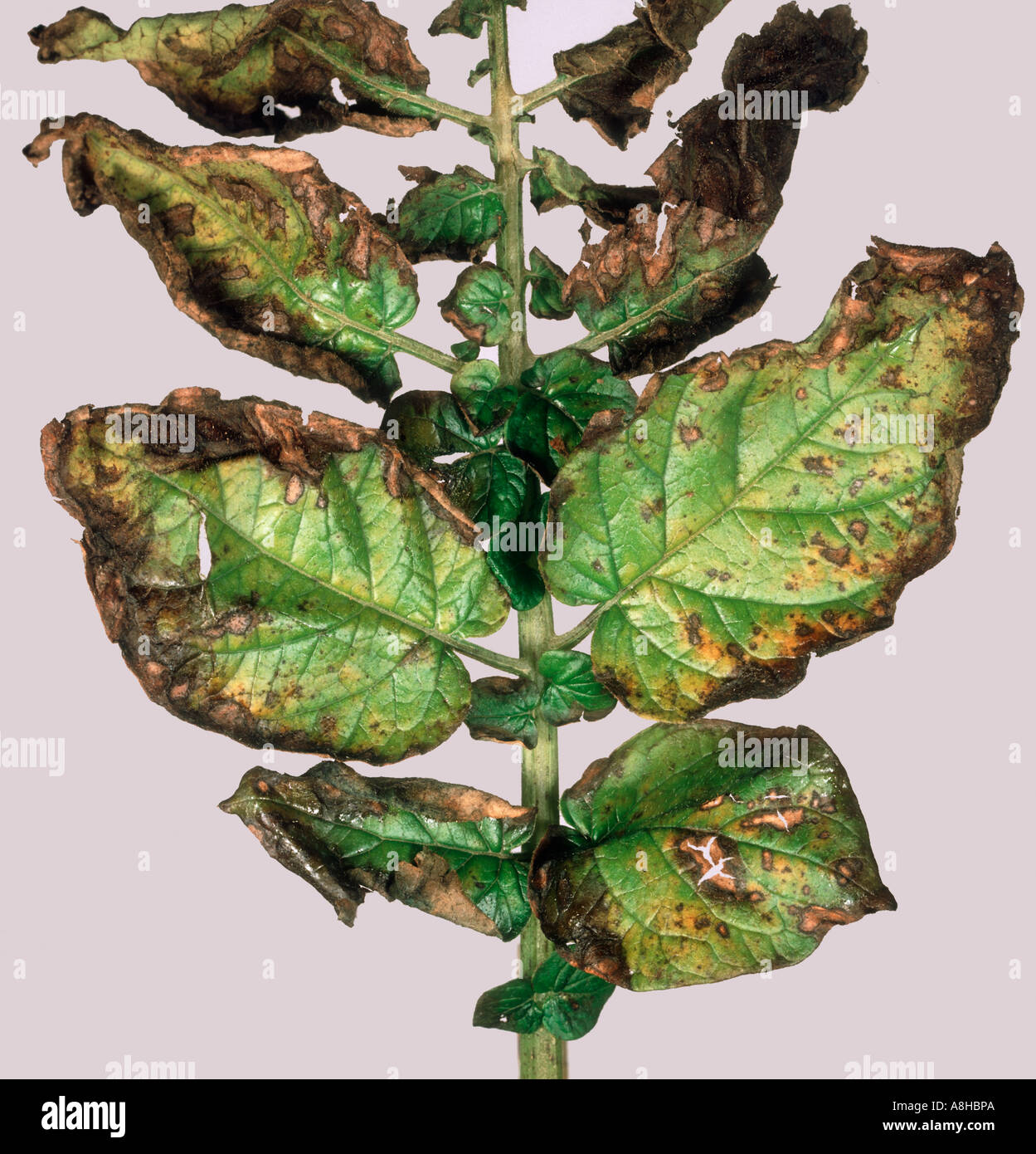 Mineral Deficiency Stockfotos und -bilder Kaufen - Alamy