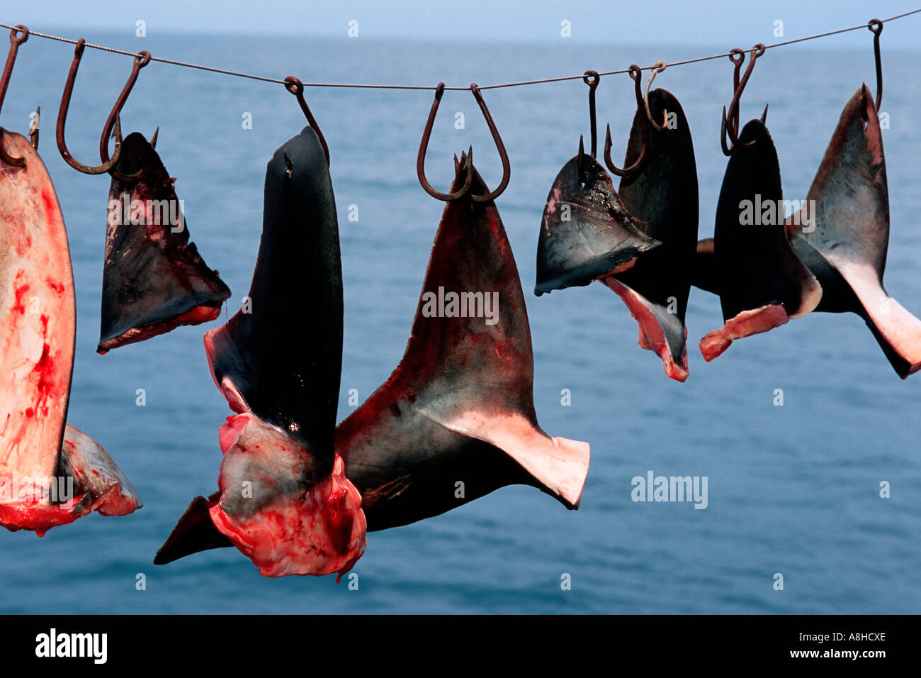 Shark finning one world destructive -Fotos und -Bildmaterial in hoher ...