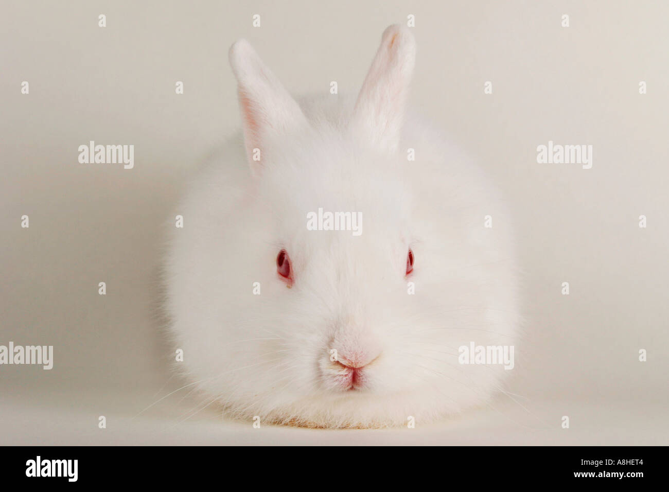 Weißer Hase Stockfotos & Weißer Hase Bilder - Alamy