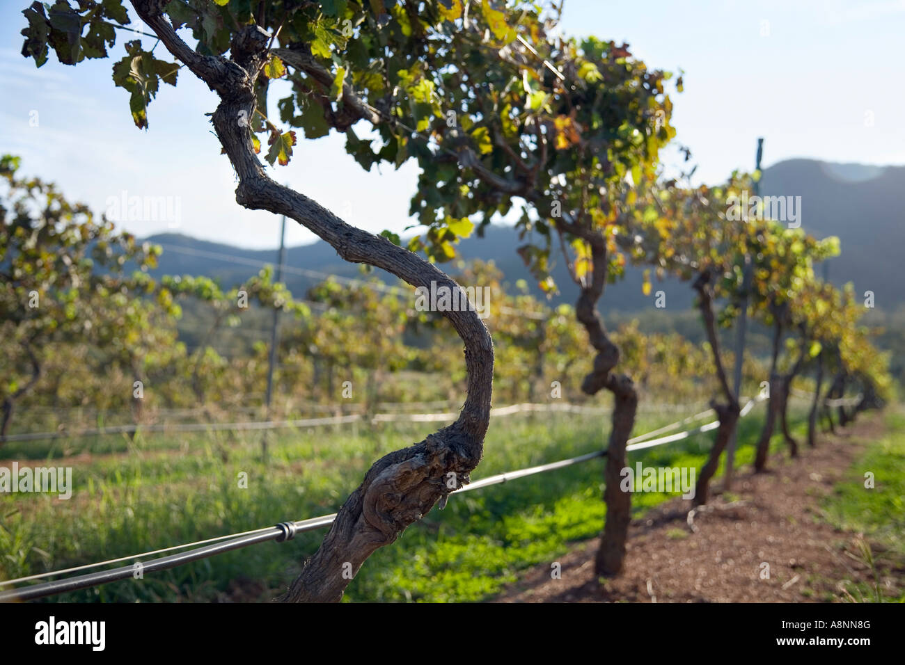 Lower hunter valley -Fotos und -Bildmaterial in hoher Auflösung – Alamy