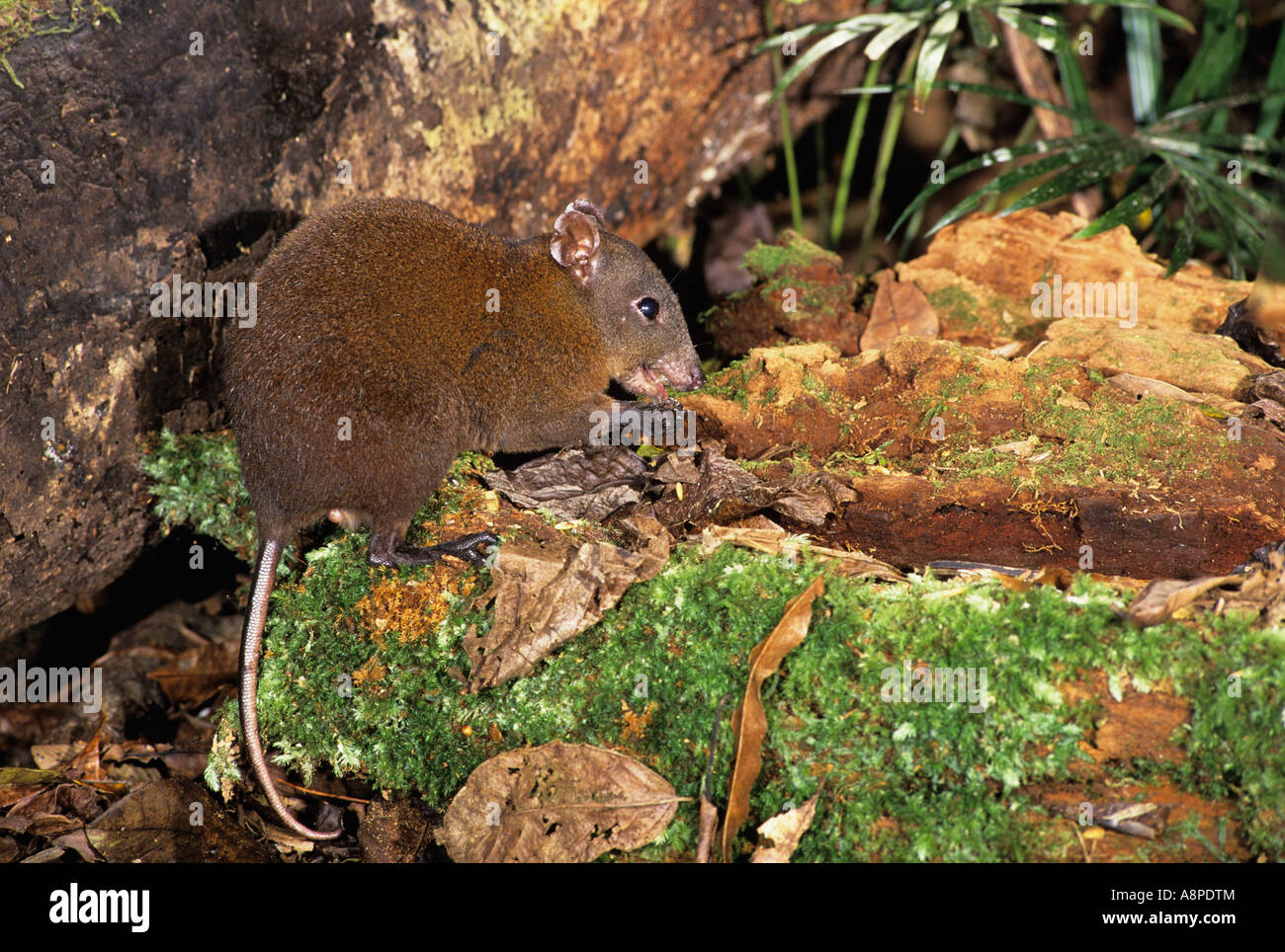 Musky rat kangaroo hypsiprymnodon moschatus smallest -Fotos und ...