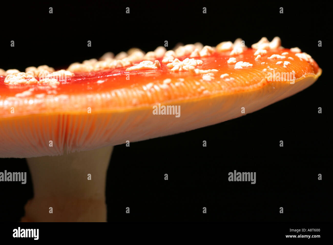 Pilzpilzpilz recycle -Fotos und -Bildmaterial in hoher Auflösung – Alamy