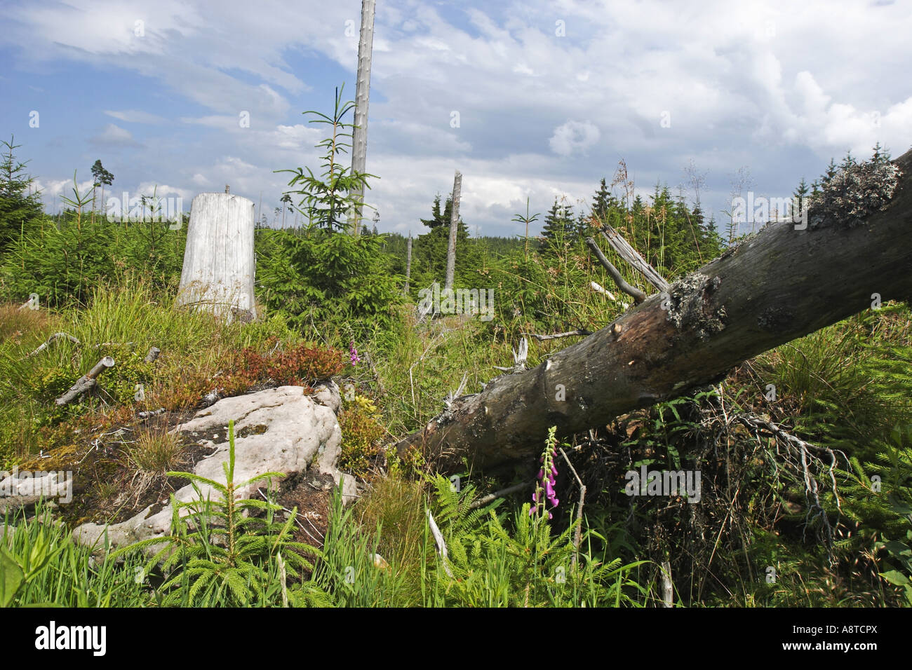 Lothar Storm Stockfotos und -bilder Kaufen - Alamy