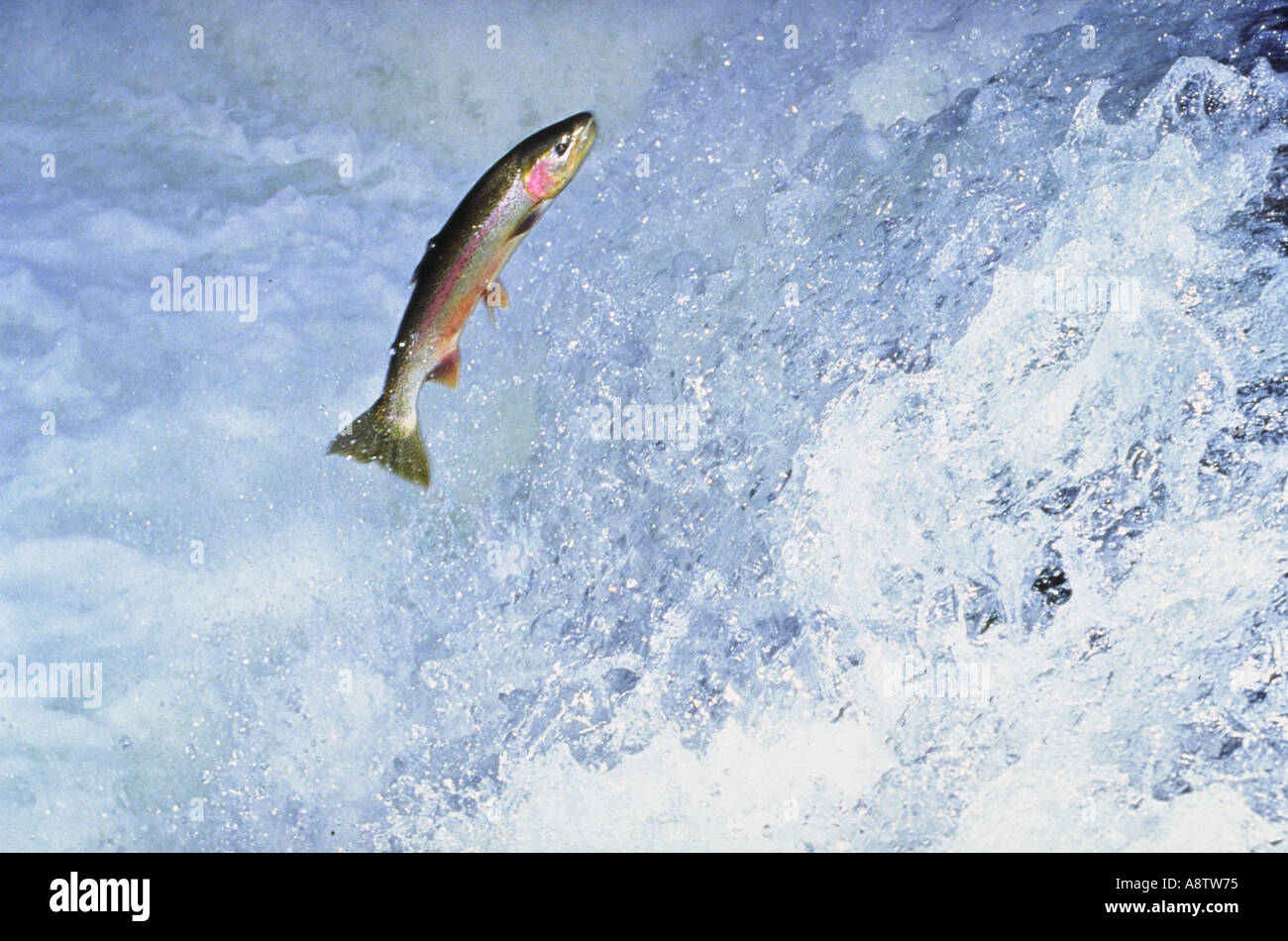 Forelle springen -Fotos und -Bildmaterial in hoher Auflösung – Alamy