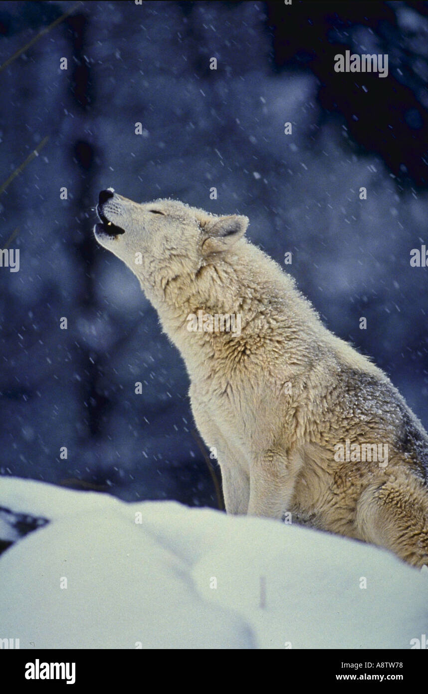 Heulende wolf -Fotos und -Bildmaterial in hoher Auflösung – Alamy