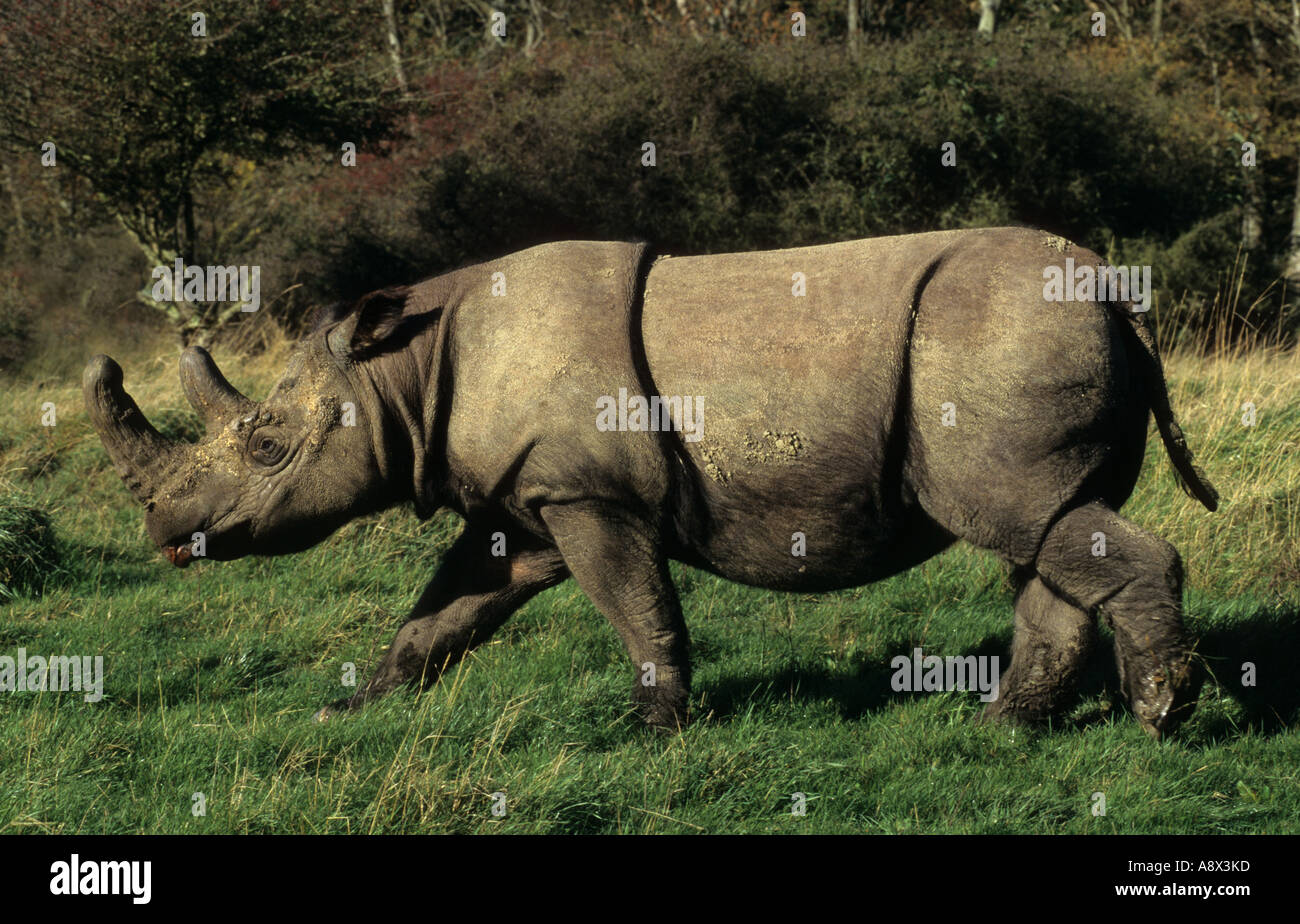Sumatra-Nashorn Dicerorhinus Sumatrensis sumatrensis Stockfotografie - Alamy
