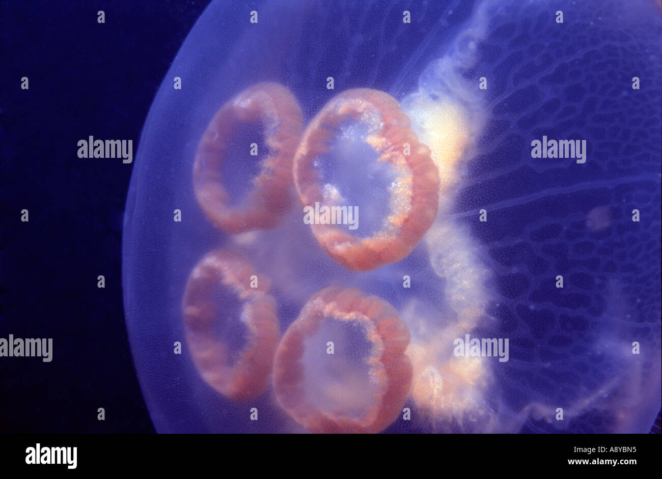 Qualle gonaden -Fotos und -Bildmaterial in hoher Auflösung – Alamy