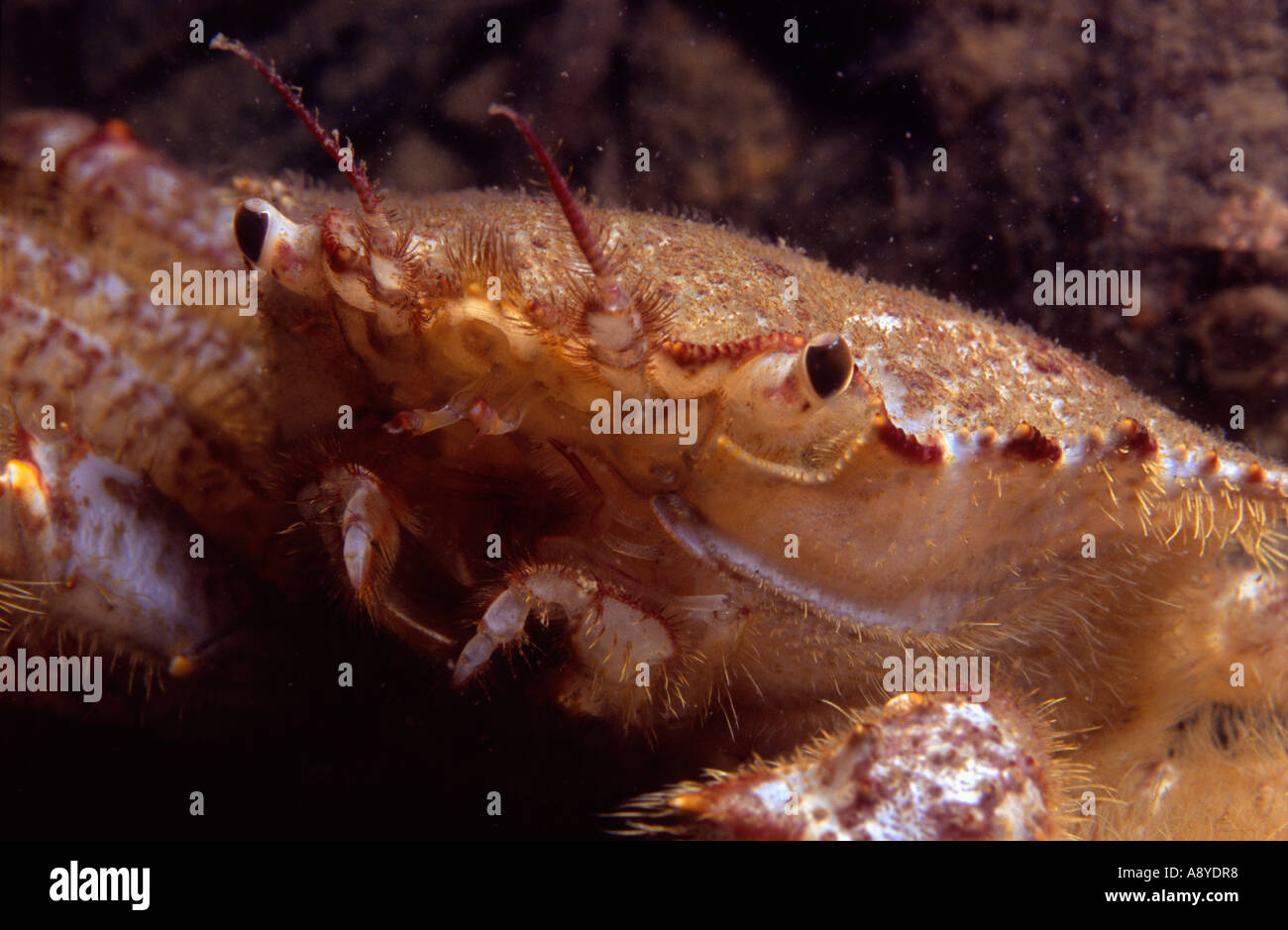 Telmessus cheiragonus Stockfotos und -bilder Kaufen - Alamy