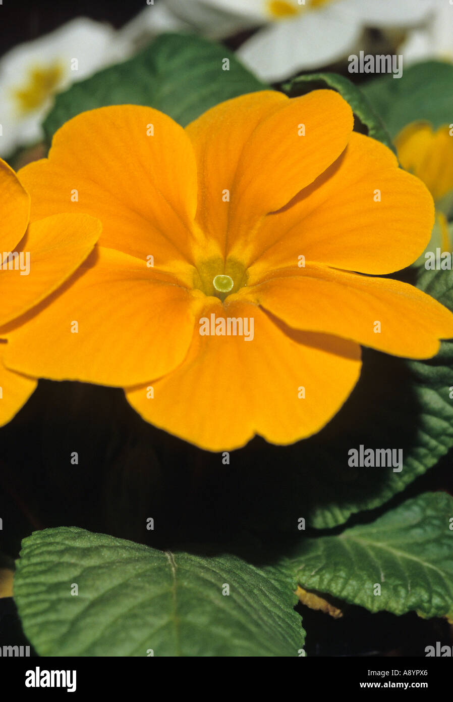 Gelbe primeln -Fotos und -Bildmaterial in hoher Auflösung – Alamy