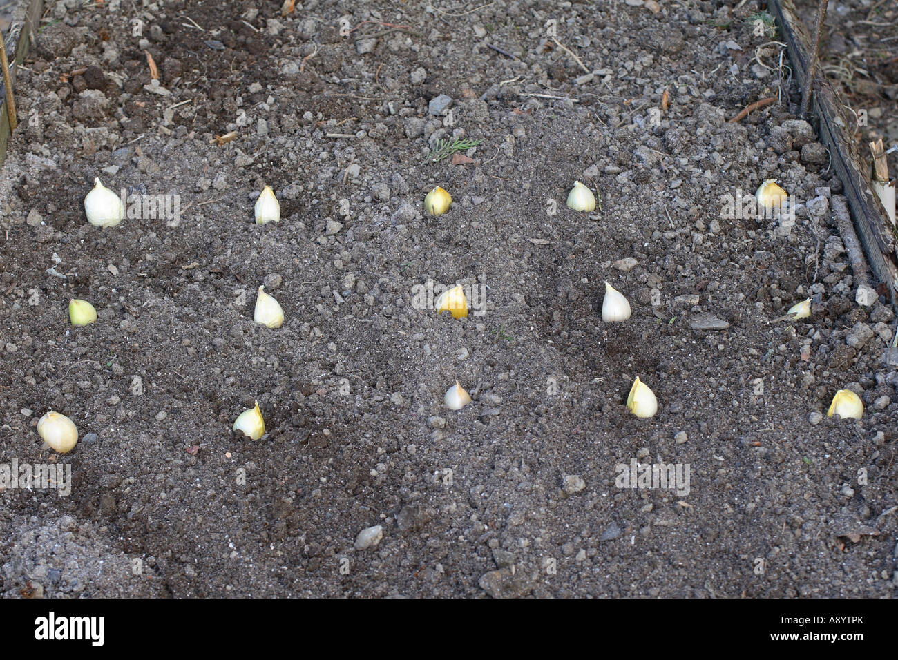 BEPFLANZUNG ELEFANT KNOBLAUCH SCHRITT 1 PLATZ ZWIEBELN AUF BODEN IN ...