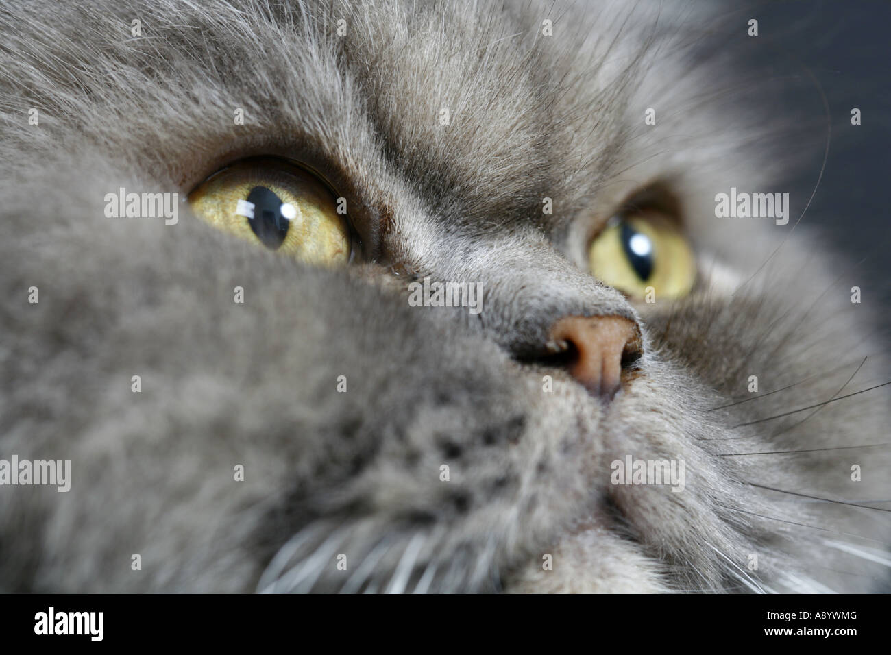 Persische katze -Fotos und -Bildmaterial in hoher Auflösung – Alamy