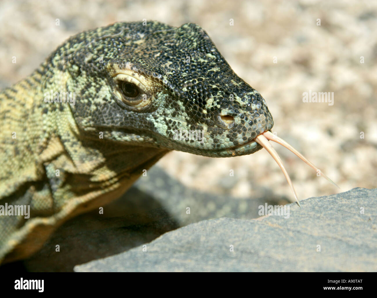 Komodo-Waran, Komodo Insel Waran oder Ora, Varanus Komodoensis ...