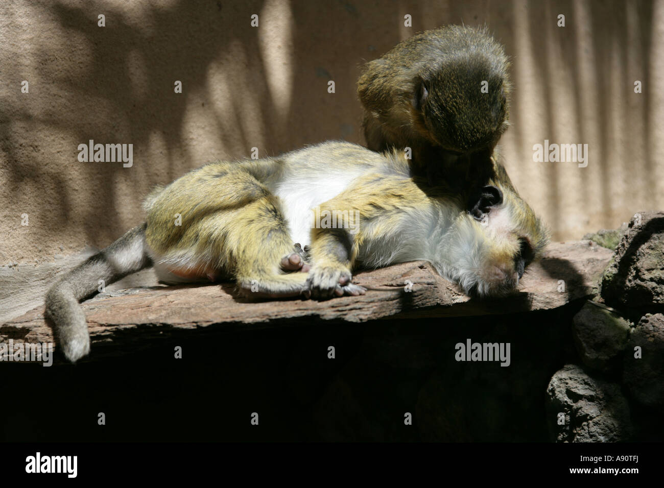 Miopithecus talapoin -Fotos und -Bildmaterial in hoher Auflösung – Alamy