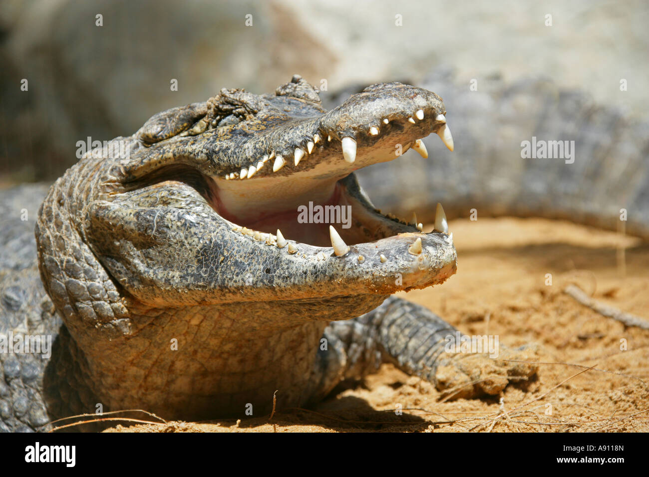 Nil-Krokodil Crocodylus niloticus Stockfotografie - Alamy