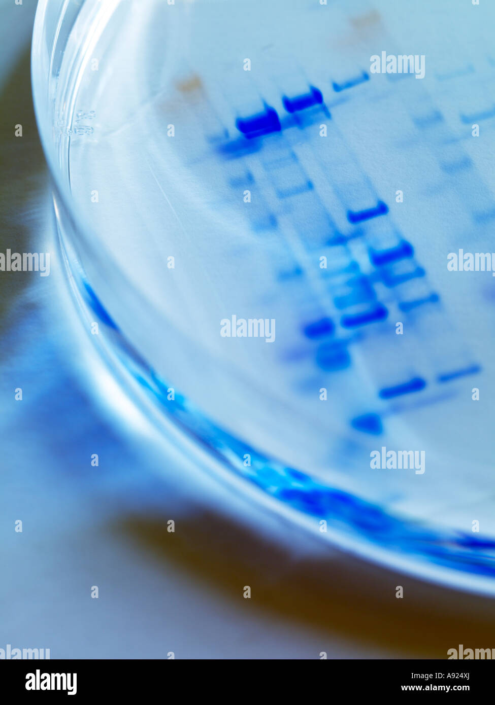 Gel electrophoresis dna -Fotos und -Bildmaterial in hoher Auflösung ...