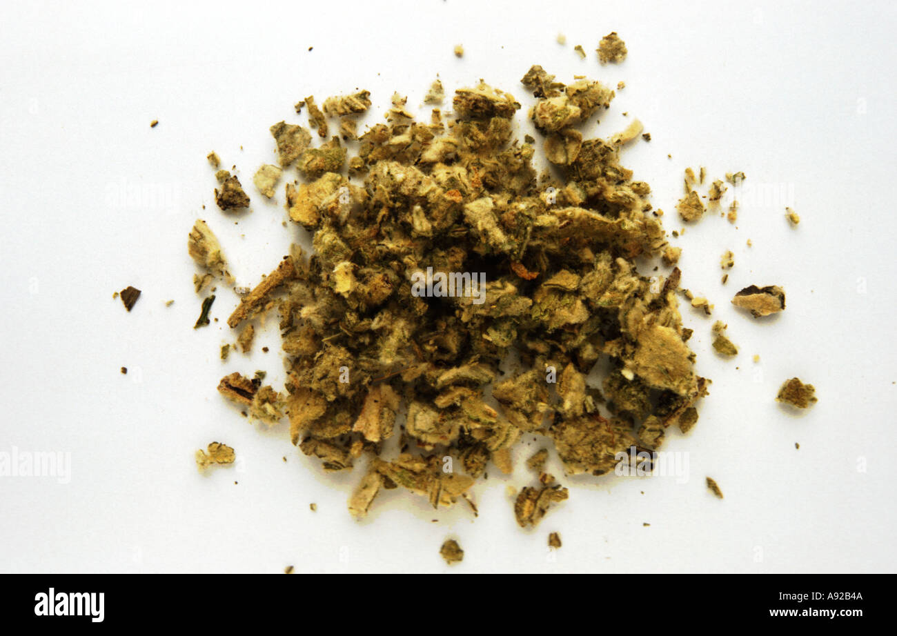 Verbascum densiflora -Fotos und -Bildmaterial in hoher Auflösung – Alamy