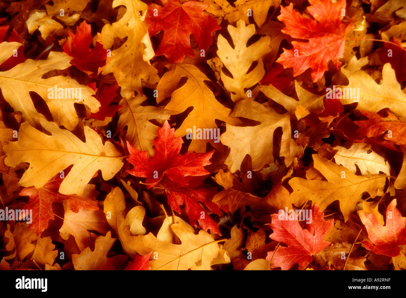 Eiche kurz vor dem laub -Fotos und -Bildmaterial in hoher Auflösung – Alamy