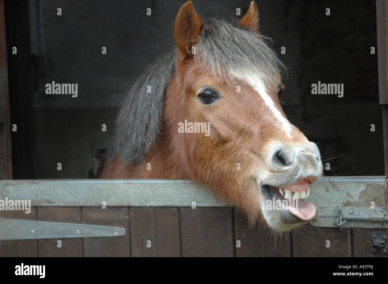 Lustiges pferd -Fotos und -Bildmaterial in hoher Auflösung – Alamy