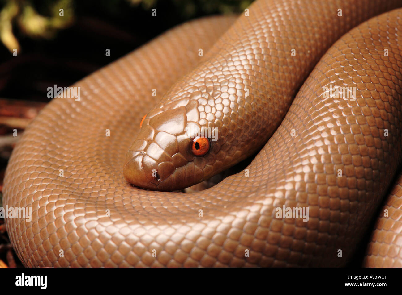 Rubber snake -Fotos und -Bildmaterial in hoher Auflösung – Alamy