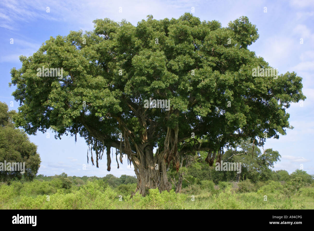 Figowiec sykomora Stockfotos und -bilder Kaufen - Alamy