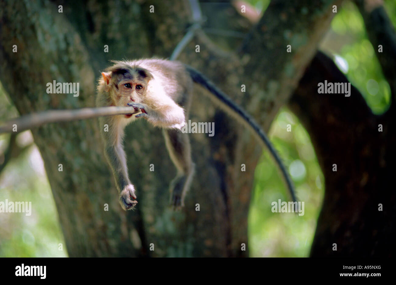 Rhesus Affe Stockfotos und -bilder Kaufen - Alamy