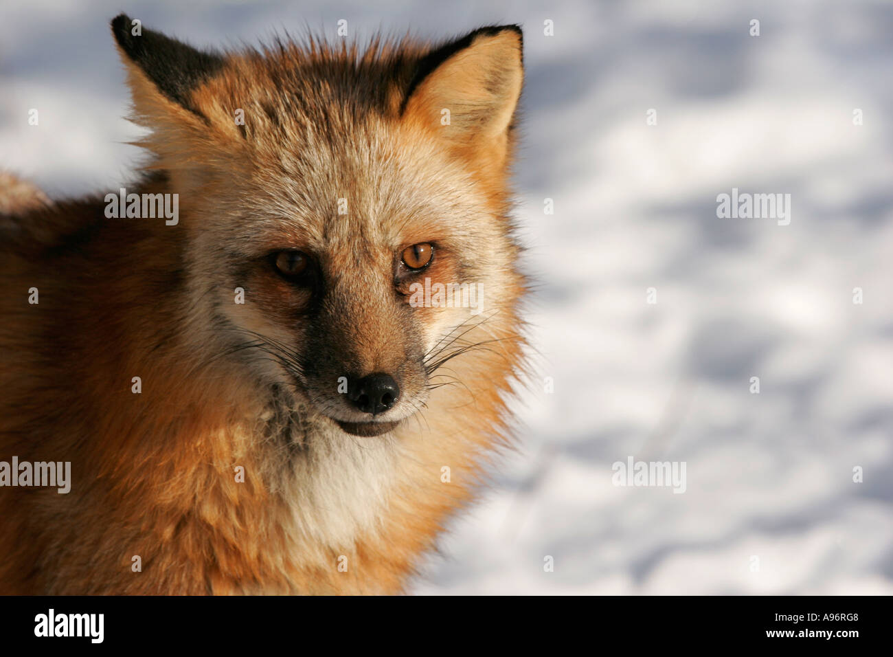 Fuchs paarung -Fotos und -Bildmaterial in hoher Auflösung – Alamy