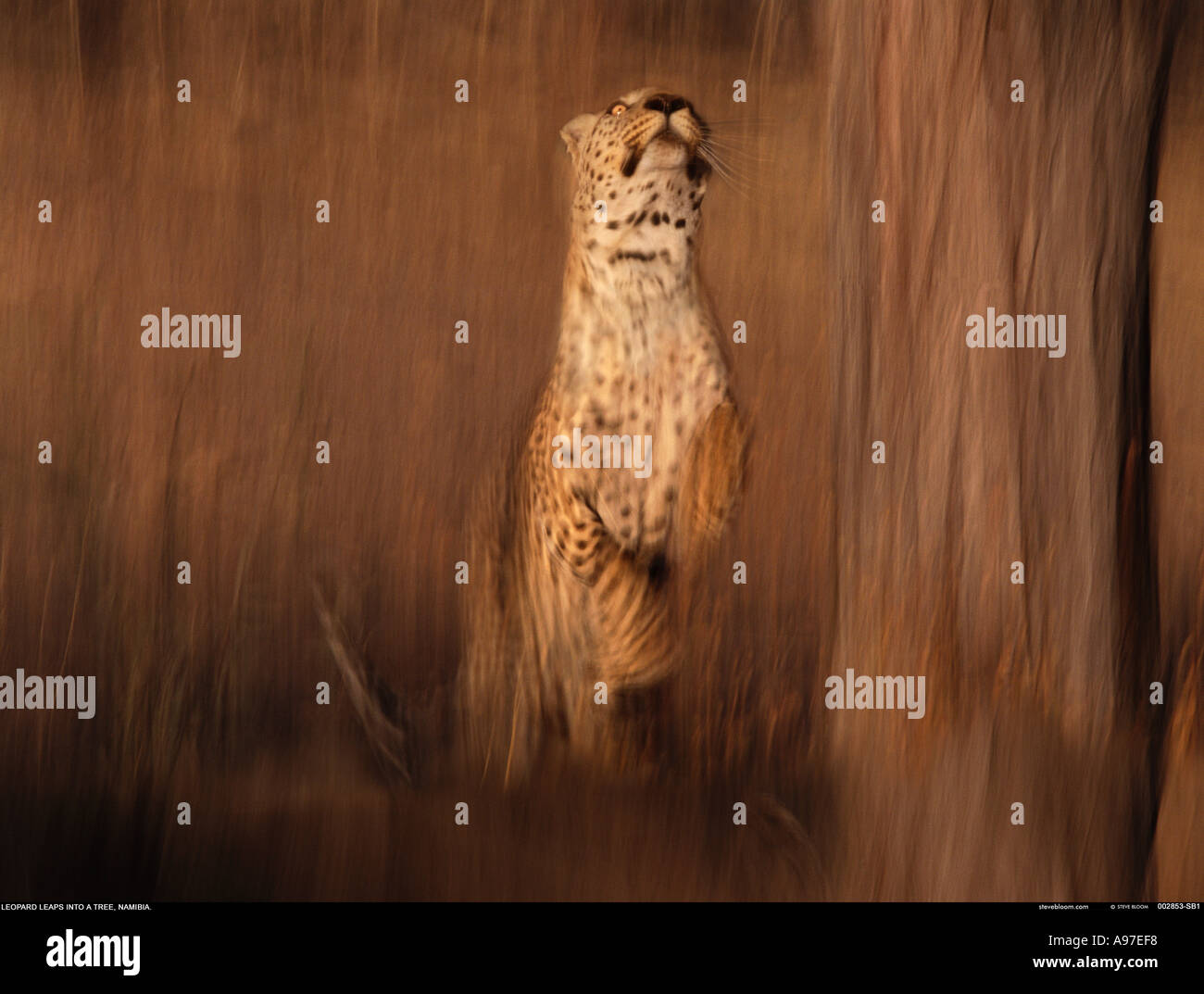 Leoparden springen -Fotos und -Bildmaterial in hoher Auflösung – Alamy
