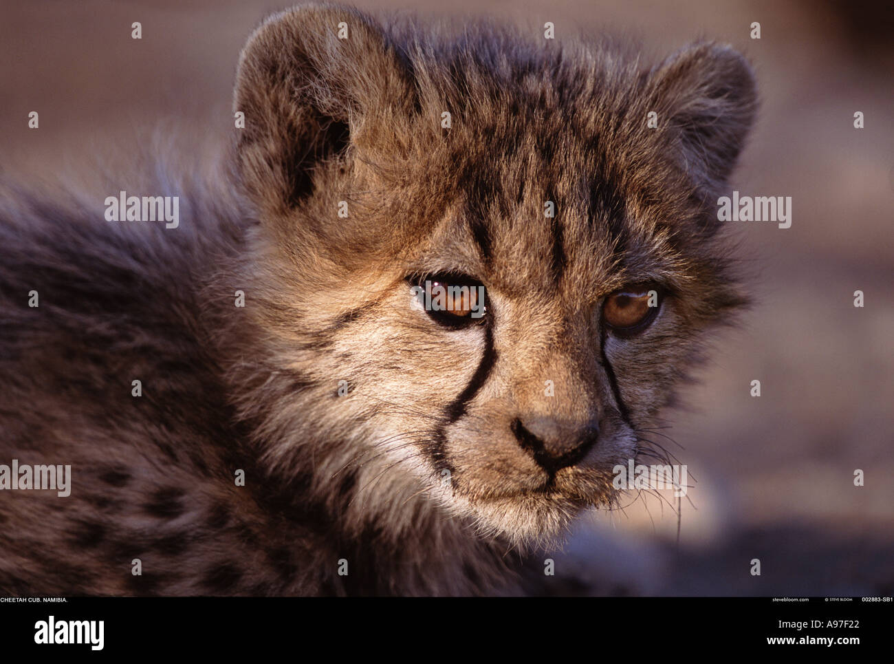 Baby cheetah and namibia -Fotos und -Bildmaterial in hoher Auflösung ...