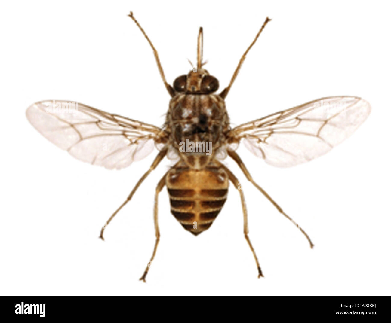 Glossina Morsitans Morsitans Savanne Tsetse-Fliege Stockfotografie - Alamy