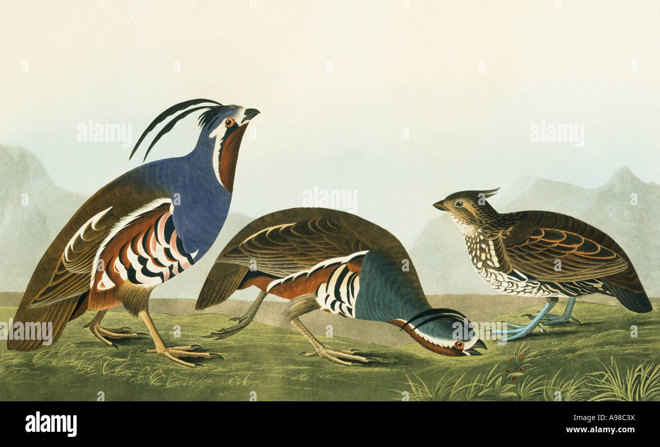 Wachteln mit haube -Fotos und -Bildmaterial in hoher Auflösung – Alamy