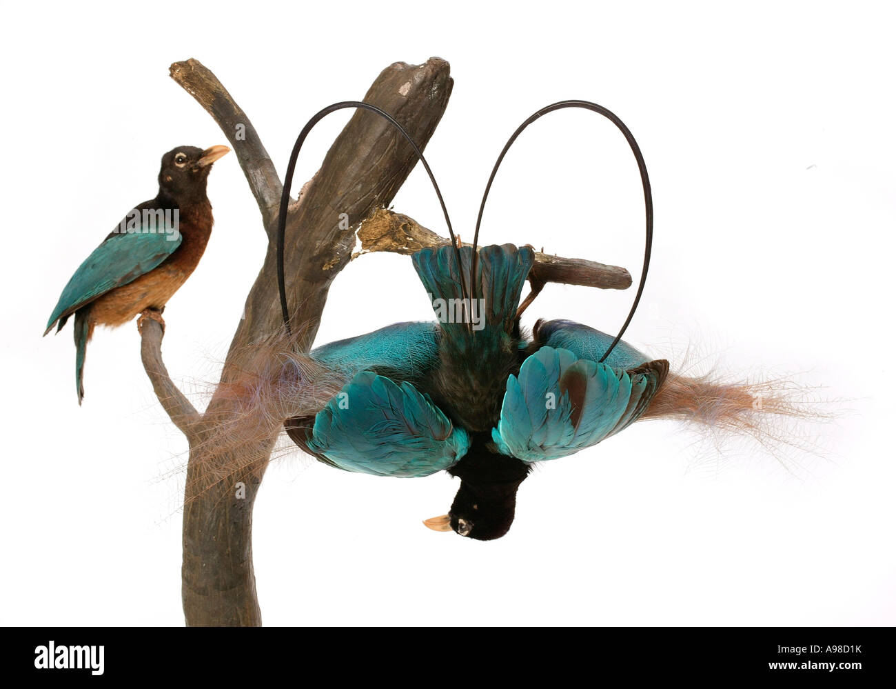 Paradisaea Rudolphi blauer Paradiesvogel Stockfotografie - Alamy