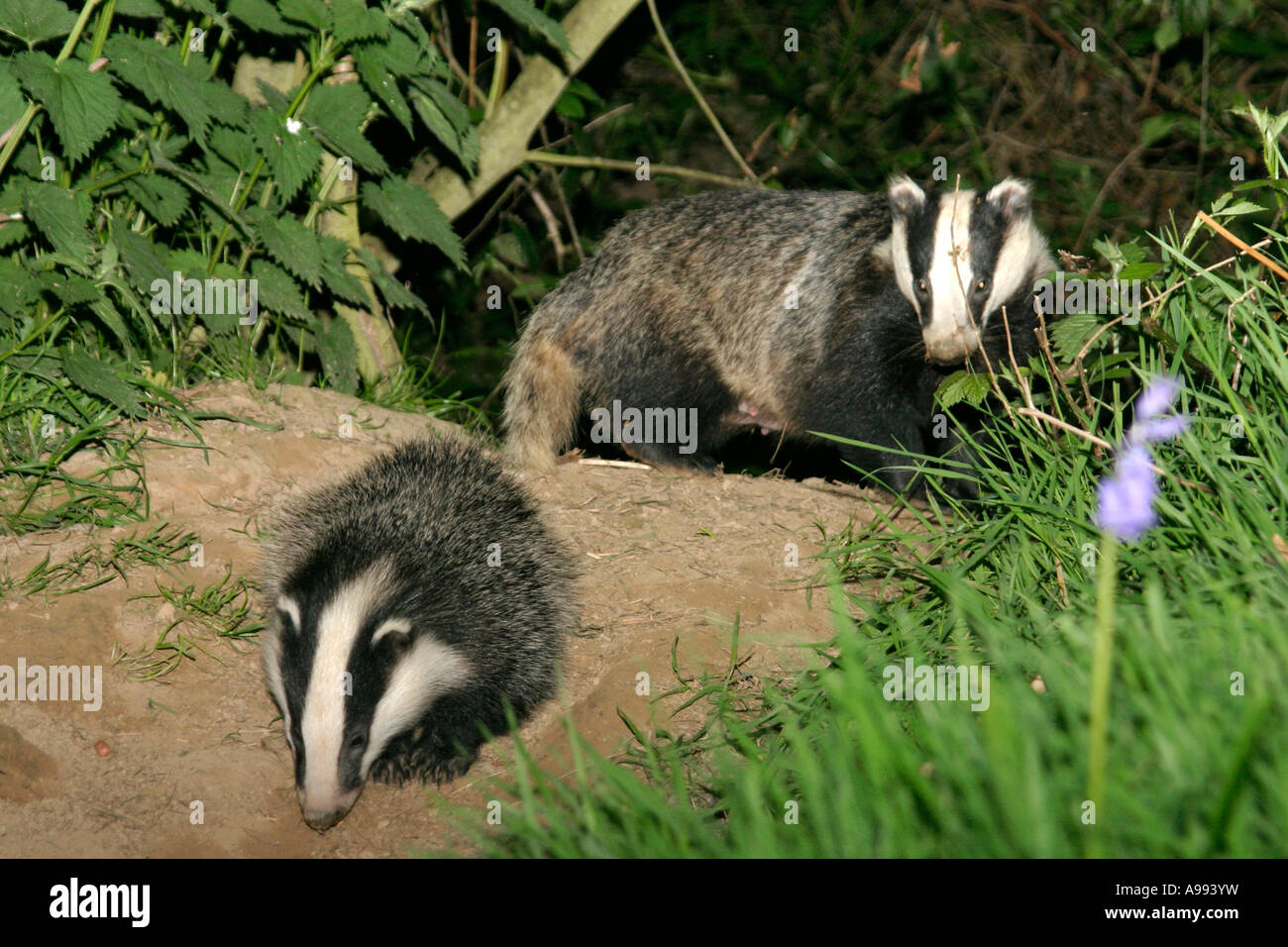 Europäischer Dachs Meles Meles Mutter und Jungtier von sett ...