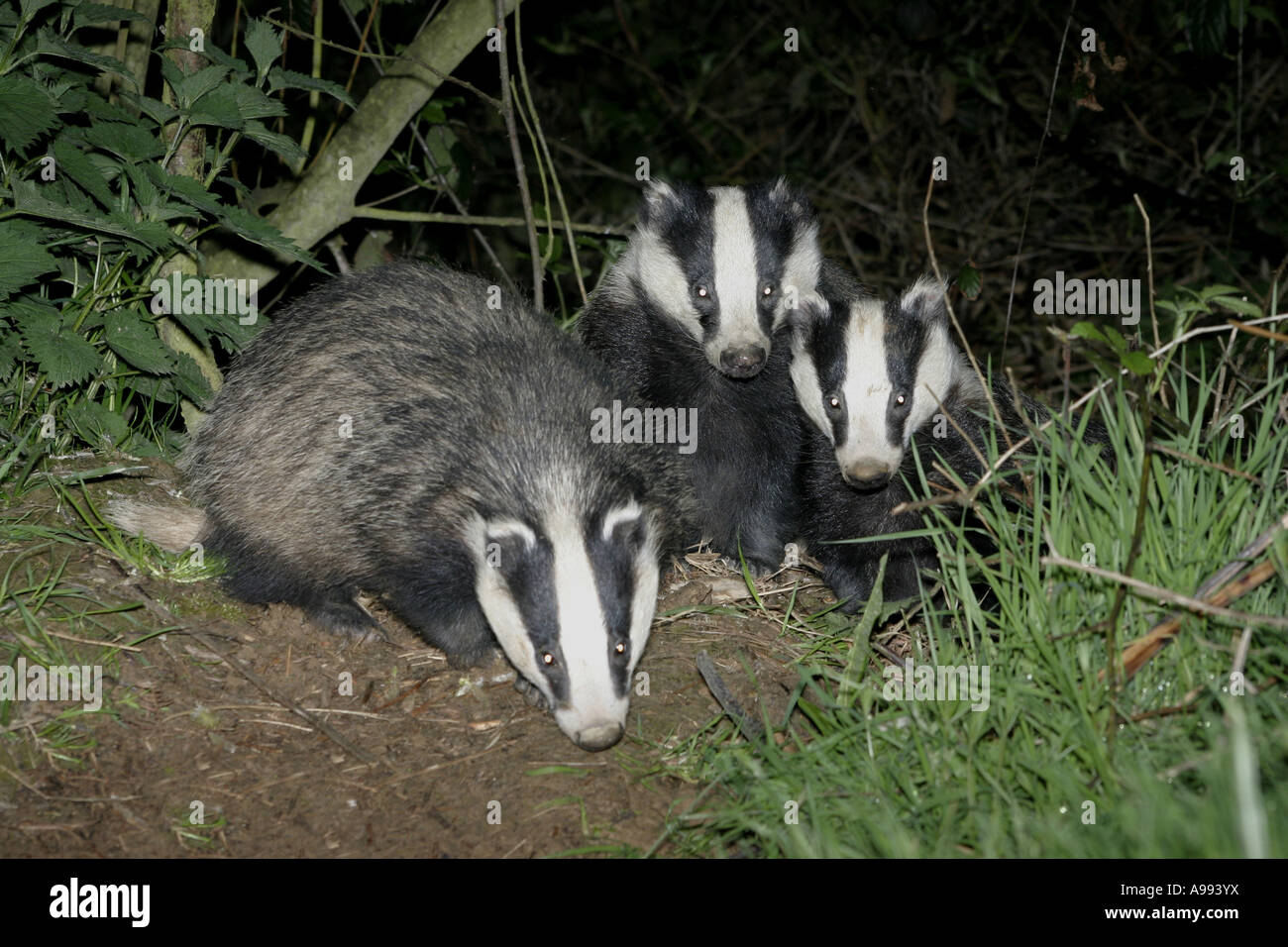 Meles Meles Family Stockfotos und -bilder Kaufen - Alamy
