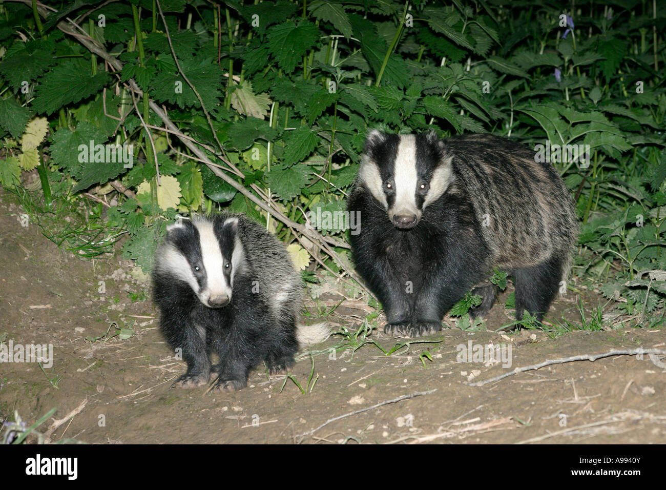 Europäischer Dachs Meles Meles Mutter und Jungtier von sett ...