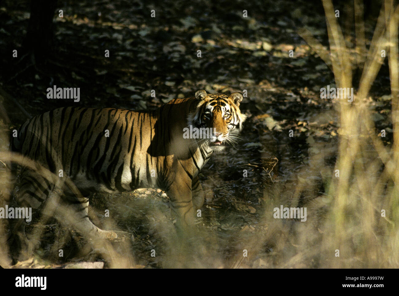 Ein männlicher bengalische Tiger im Schatten Stockfotografie - Alamy