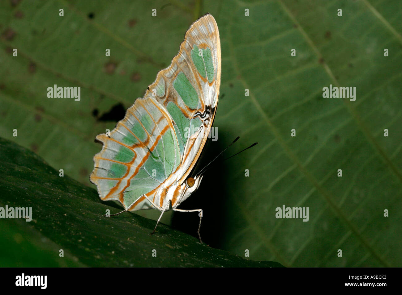 Knappe bambusseite -Fotos und -Bildmaterial in hoher Auflösung – Alamy
