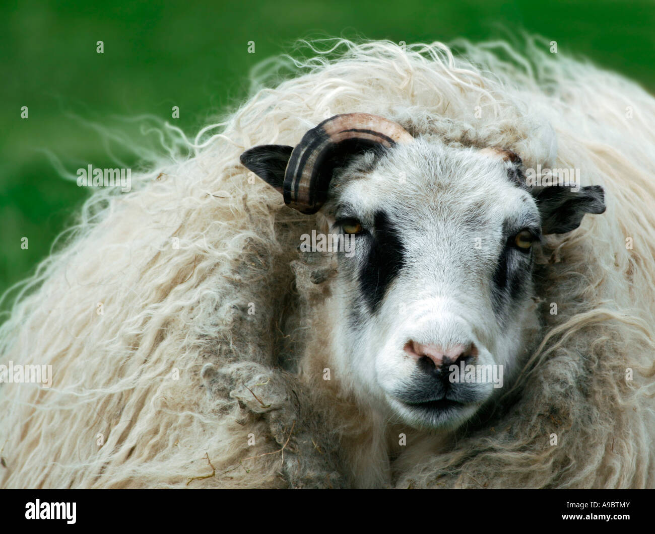 Schaf maskottchen -Fotos und -Bildmaterial in hoher Auflösung – Alamy