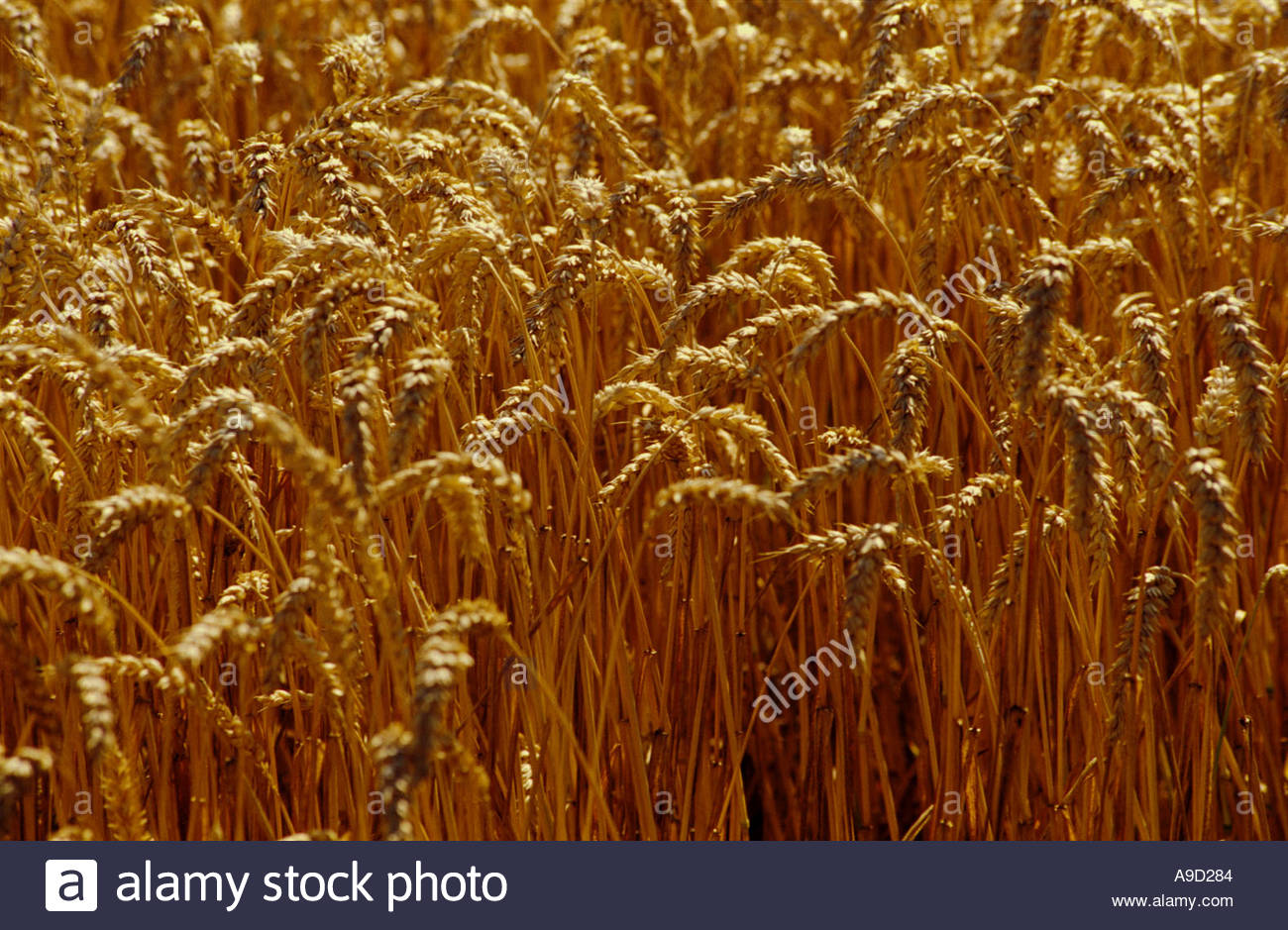 Sheaves Of Grain Stockfotos & Sheaves Of Grain Bilder - Alamy